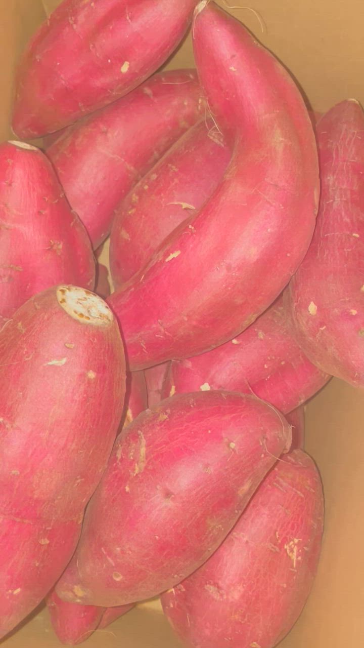 シルクスイート さつまいも 約10kg S〜2Lサイズ 千葉県・茨城県産 訳あり品 大容量 滑らかな食感と溢れんばかりの甘さ！ : 産地から玄関へ - 通販 - Yahoo!ショッピング