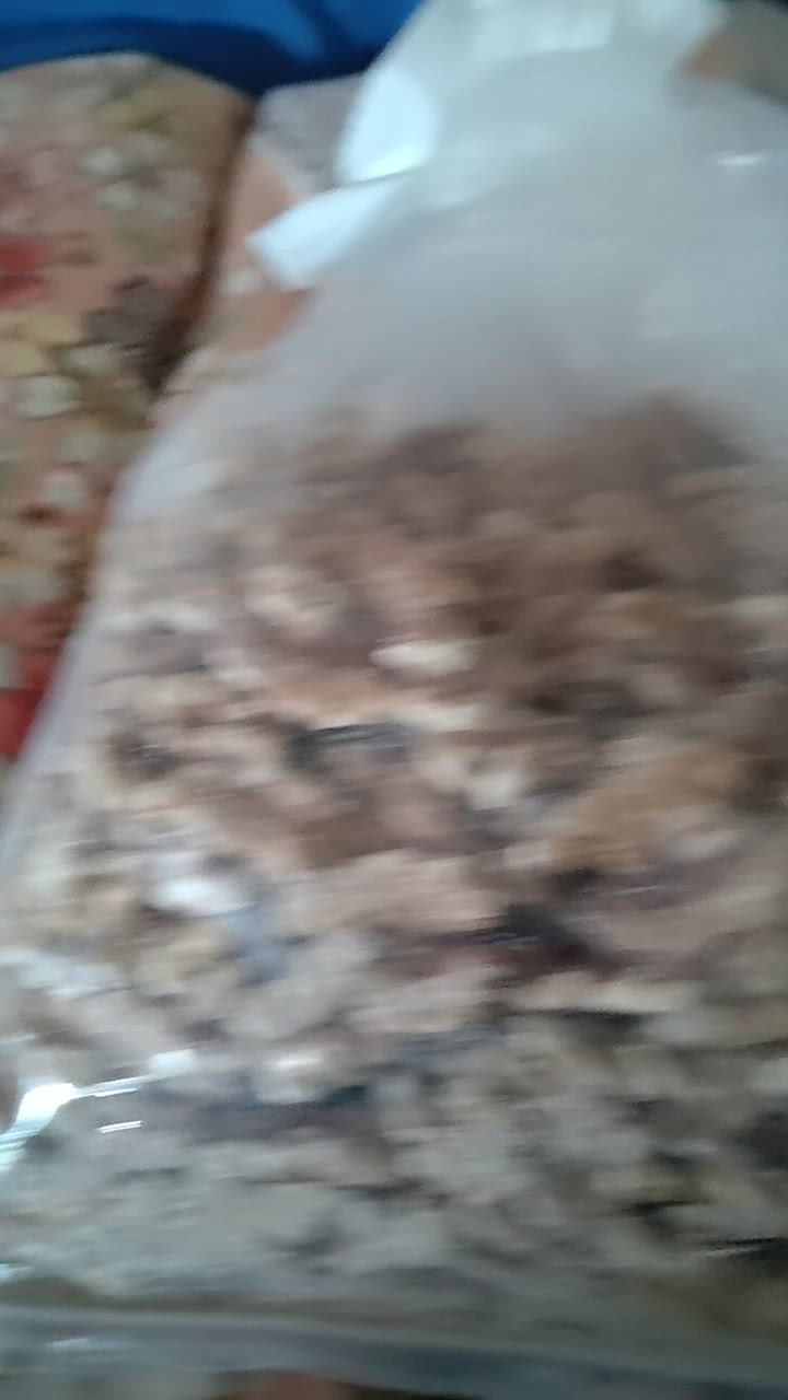 生 くるみ 1kg むきクルミ 胡桃 LHP ナッツ 送料無料 早!宅配便 : ナッツとフルーツのツリーマーク - 通販 - Yahoo!ショッピング