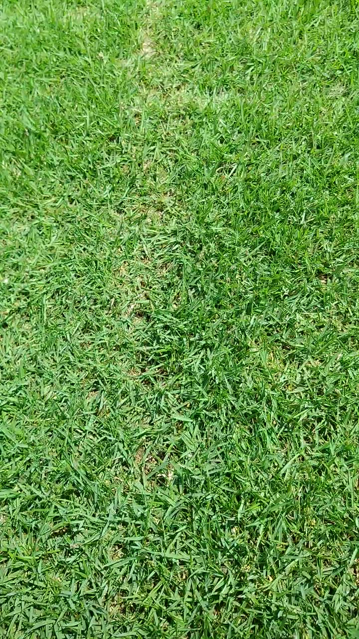 【クール便】芝生 TM9 2平米 鹿児島産 : プロジェクト鹿児島 - 通販 - Yahoo!ショッピング