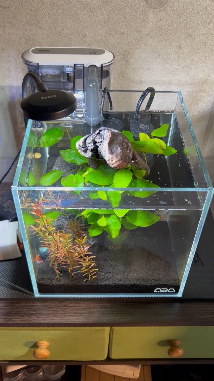 GEX 外掛けフィルター スリムフィルター DC−X SS1 極静音・省エネ 〜12L水槽 小型水槽 : 303724 : チャーム charm ヤフー店 - 通販 - Yahoo!ショッピング