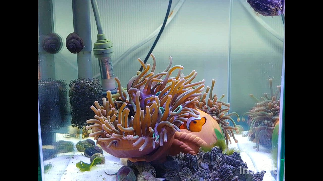 グラステリア GEX グラステリアFL300 ガラス水槽 30×20×25cm 小型水槽 : チャーム charm ヤフー店 - 通販 - Yahoo!ショッピング