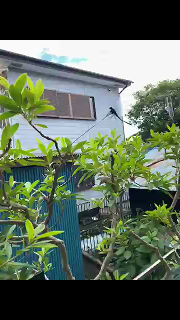 【1個→激安111円】オニヤンマ 虫除け 14cm 3個セット 蚊よけ オニヤンマ スズメバチ 君 虫よけ 蜂よけ フィギュア リアル 話題 /60N オニヤンマ3本セット : i-shop7 ...