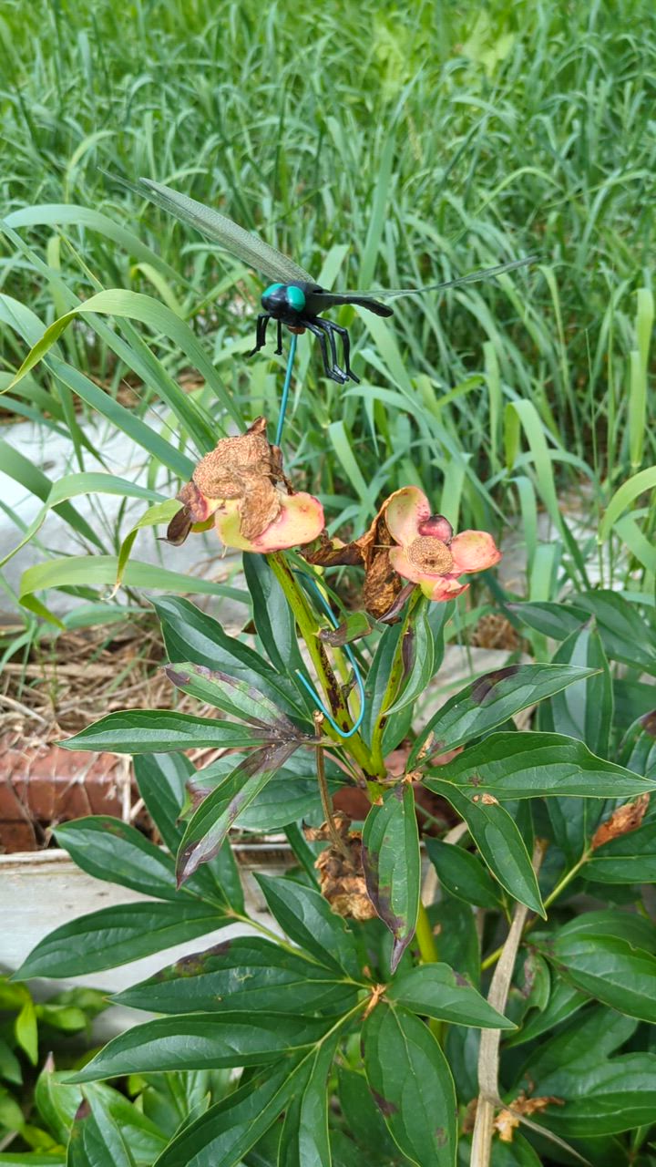 【1個→激安111円】オニヤンマ 虫除け 14cm 3個セット 蚊よけ オニヤンマ スズメバチ 君 虫よけ 蜂よけ フィギュア リアル 話題 /60N オニヤンマ3本セット : i-shop7 ...