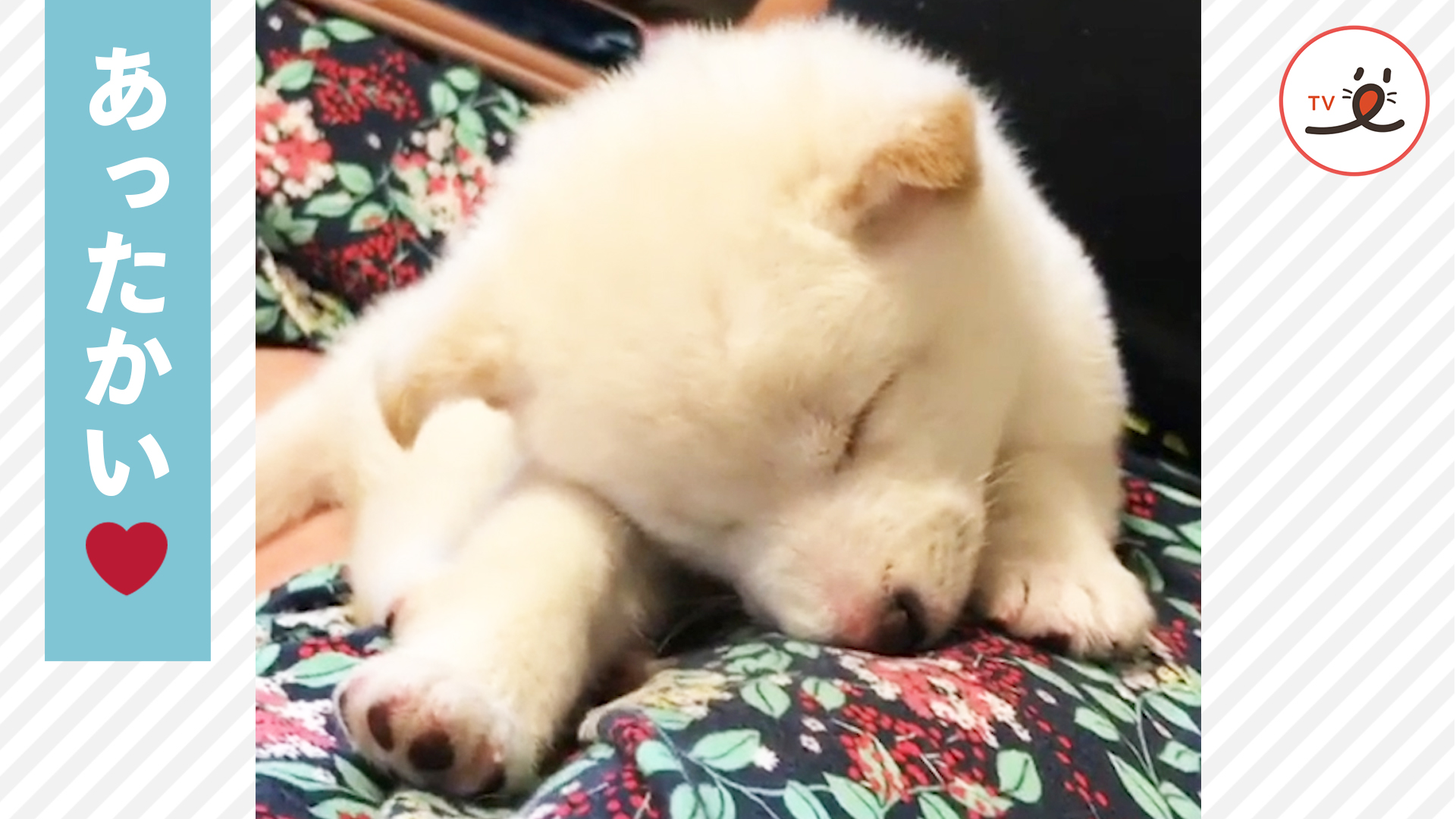 ママの膝の上で充電中の子柴ちゃん♡ - PECO TV | Yahoo! JAPAN