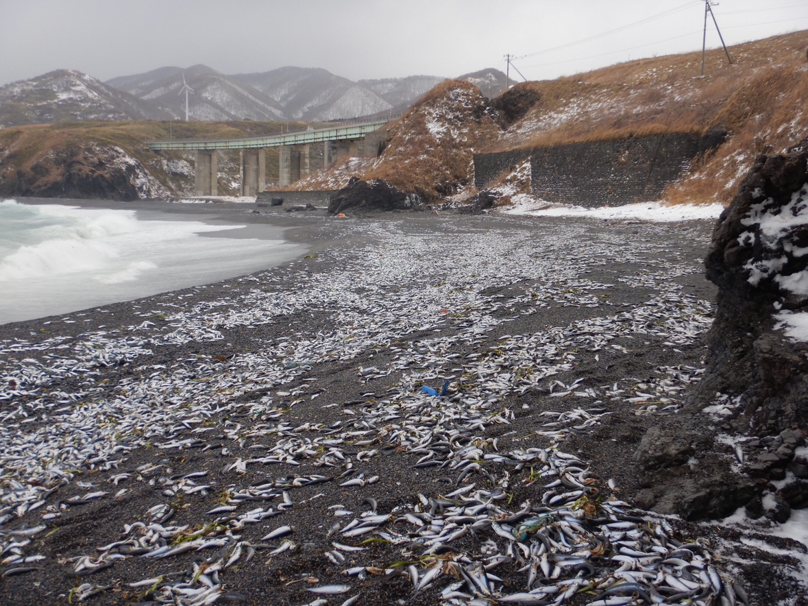【なぜ？】イワシがいっぱい浜に流れ着く…北海道松前町の海岸に約1キロにわたり漂着しているのを確認…年末年始のためしばらくのこのままに…2021年12月にも大量漂着 - 北海道ニュースUHB ...