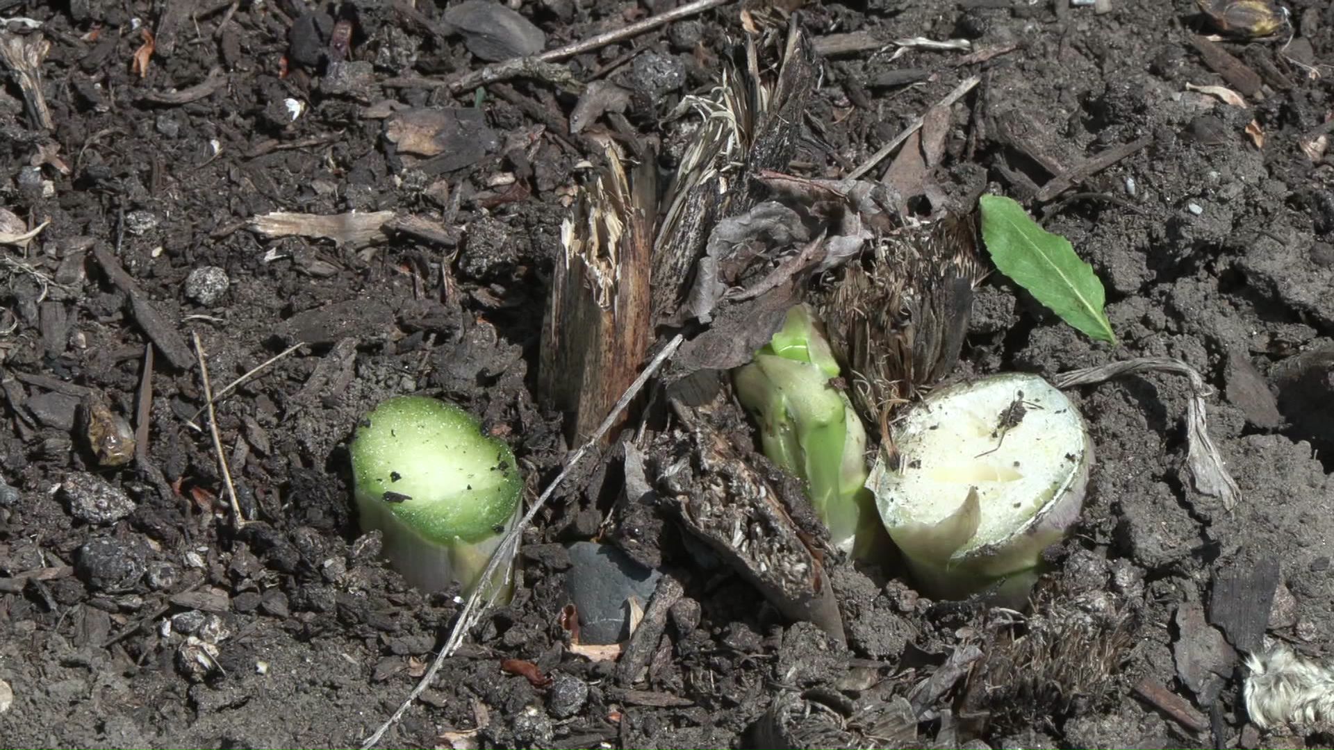 『また盗られた』収穫直前の“アスパラ”何者かに約70本刈り取られる…2日前にも約300本盗まれたばかり「がっかりな気持ち」と農場関係者は落胆―警察は連続窃盗事件として捜査〈北海道芽室町 ...