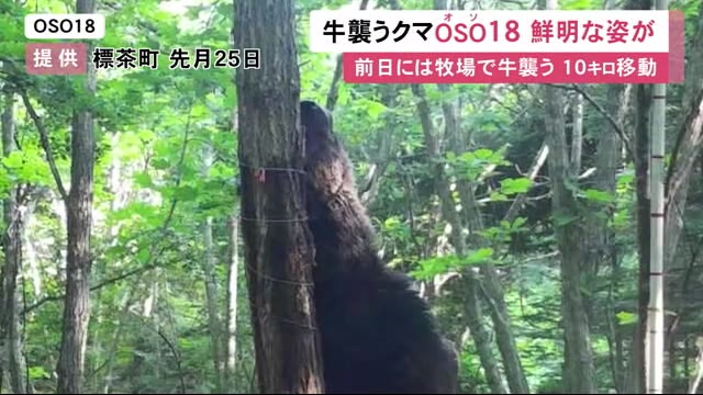 牛襲うクマ"OSO18"の鮮明な姿を捉える 立ち上がると約2メートル 前日の牧場から10キロ移動か - 北海道ニュースUHB TimeLine | Yahoo! JAPAN