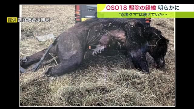 ウシ “66頭” 襲ったヒグマ「OSO18」ついに駆除 人から逃げずハンターが出動 体長2.1m 体重330キロ - 北海道ニュースUHB TimeLine | Yahoo! JAPAN