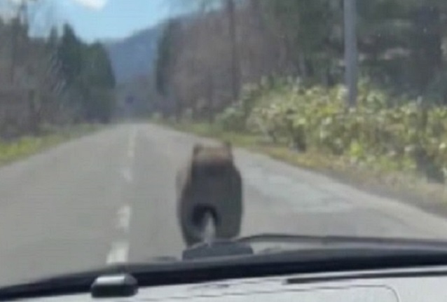 「本当に怖い」車の行く手をふさぐヒグマ 逃げる男女を追いかけ突進…恐怖の5分間 冬眠終えてクマの活動活発化 - 北海道ニュースUHB TimeLine | Yahoo! JAPAN