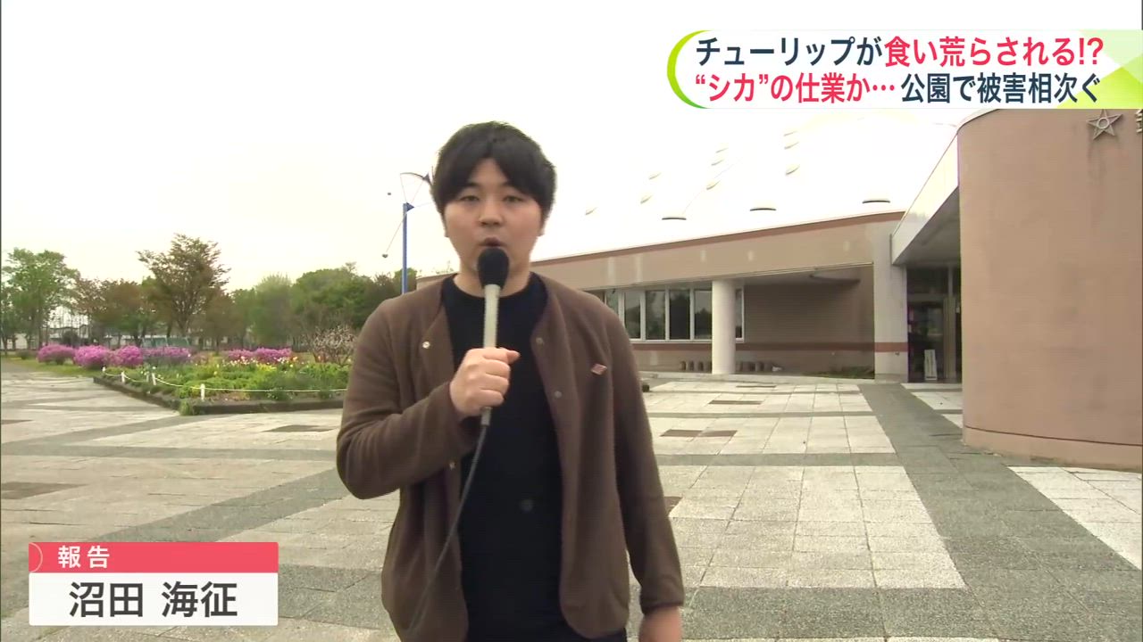 【公園のチューリップ荒らしはシカだった！】色鮮やかな花壇が無残な姿に…開花した花や茎をエゾシカたちがすっかり完食…困惑する市は柵を設置するなど対策検討＜北海道・釧路市＞ - 北海道ニュース ...