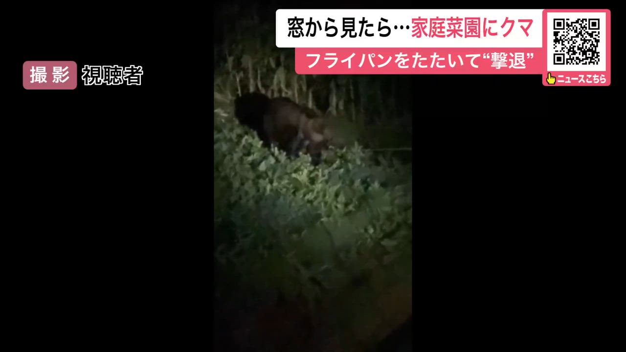 【フライパンでヒグマ撃退】家庭菜園のスイカをパクッと食べるクマ→住人がフライパンたたき音を鳴らす“と"のそのそ"と退散_相次ぐ出没に警戒呼び掛け〈北海道江差町〉 - 北海道ニュースUHB ...
