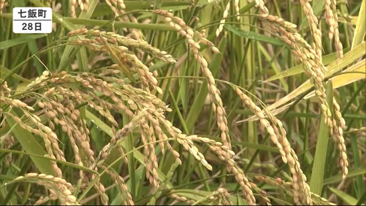 黄金に実った"酒米"稲刈りが最盛期 今年は「粒が大きい」 12月には"純米吟醸"に 北海道七飯町 - 北海道ニュースUHB TimeLine | Yahoo! JAPAN