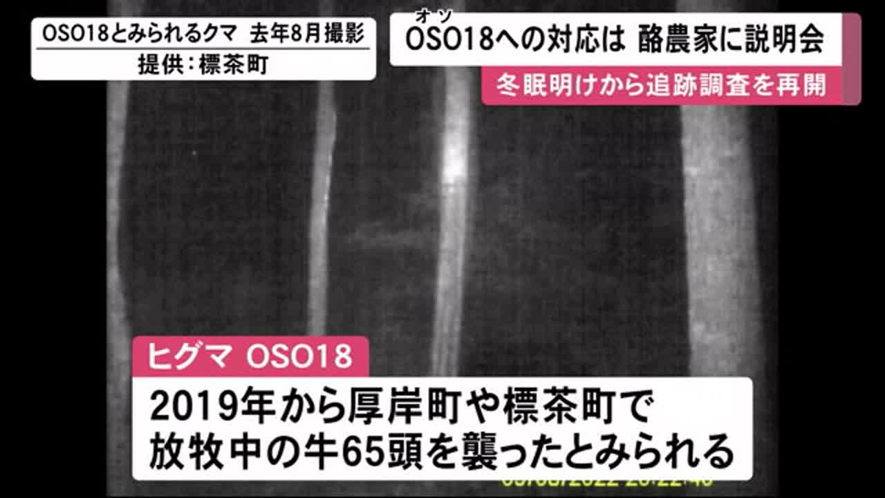 "牛65頭"襲ったとみられるヒグマ「OSO18」への対応は…酪農家に説明会 冬眠明けから追跡調査を再開 北海道 - 北海道ニュースUHB TimeLine | Yahoo! JAPAN