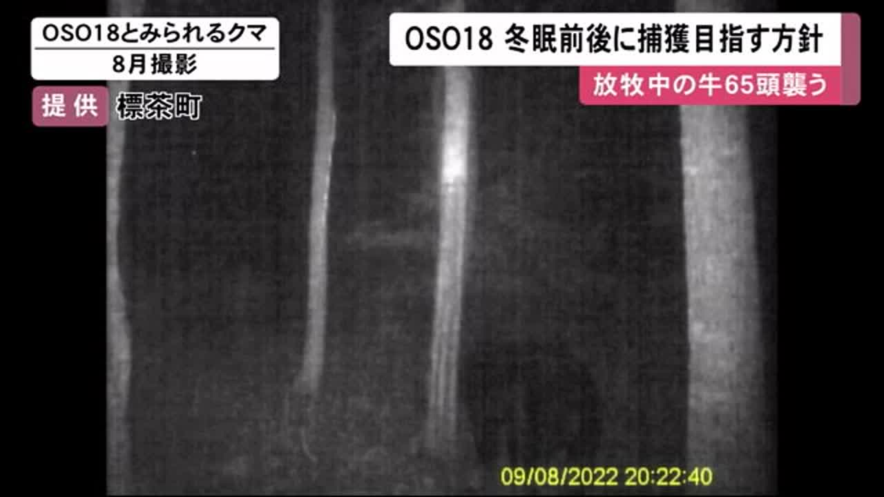 "牛65頭"襲う…ヒグマ「OSO18」 雪に残った足跡から居場所特定へ 冬眠前後に捕獲目指す 北海道 - 北海道ニュースUHB TimeLine | Yahoo! JAPAN